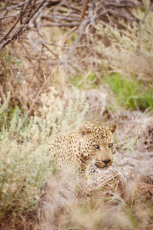 Mimetic stock photo. Image of namibia, mimetism, reserve - 52735126