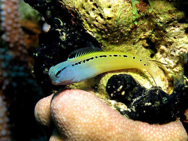 Red Sea Mimic Blenny,ecsenius_gravieri Underwater Stock Image - Image ...