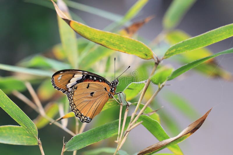 Mimic eggfly underside stock photo. Image of wildlife - 263069078