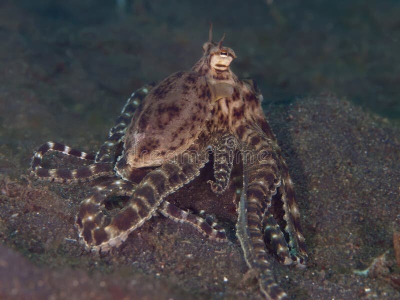 Mimic Octopus stock image. Image of water, animals, octopus - 33093603