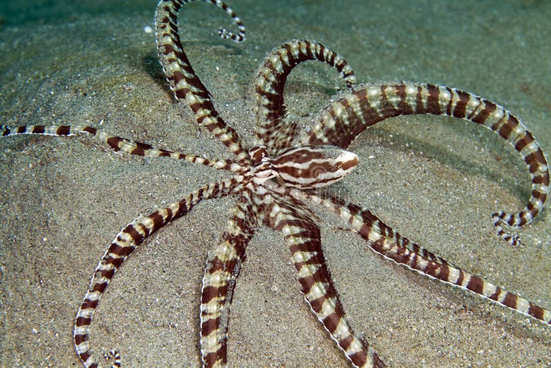 Mimic Octopus (thaumoctopus Mimicus) in the Red Sea. Stock Image ...