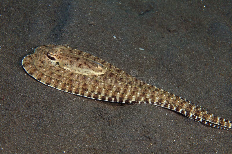 Mimic Octopus Sole Fish