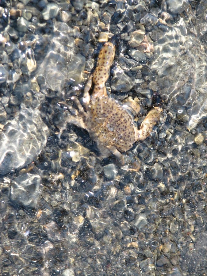 Mimicry stock image. Image of water, animal, olivi, stones - 8627365