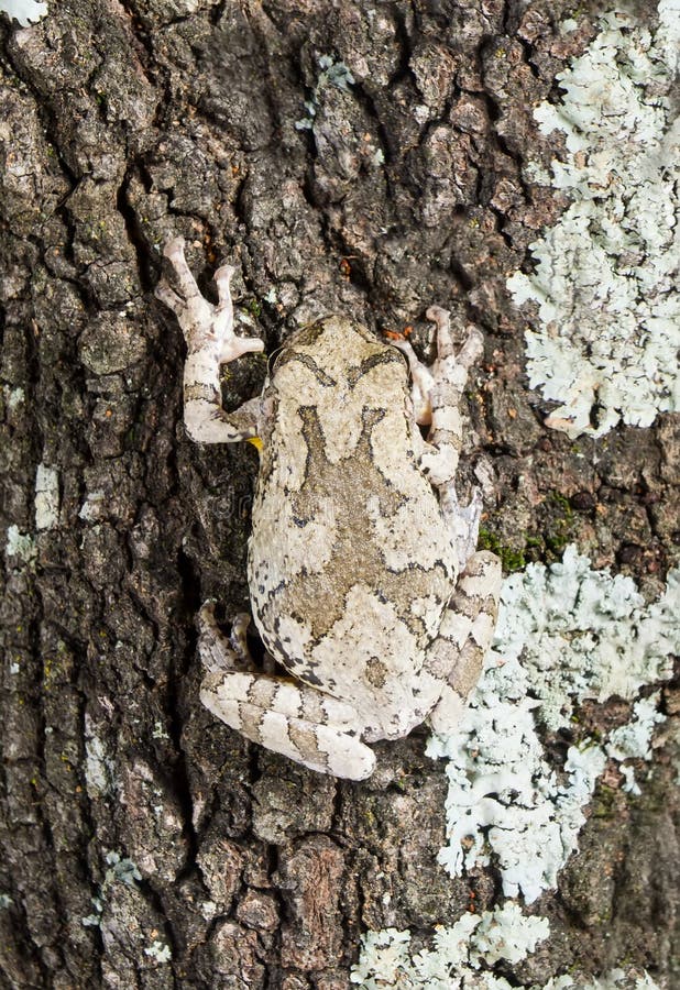 Mimicry of Cope S Gray Tree Frog Hyla Chrysoscelis, Versicoloro Stock ...