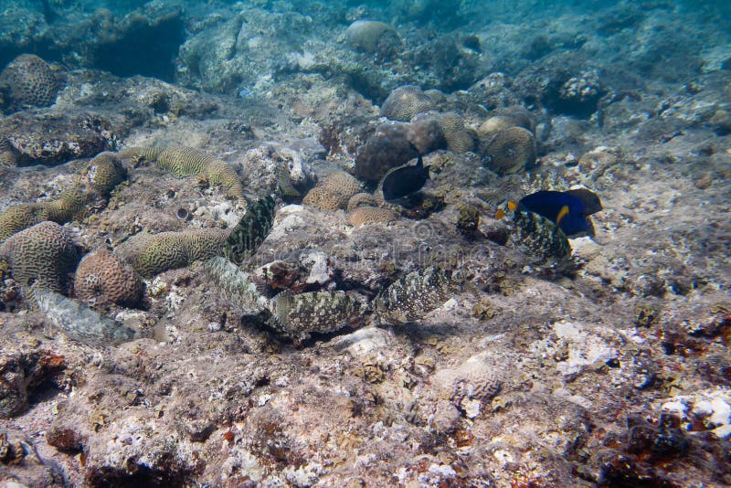 The Structure of the Seabed Stock Image - Image of seasonal, dead: 21146445