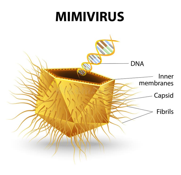 Mimivirus ilustração do vetor. Ilustração de biologia - 43648984