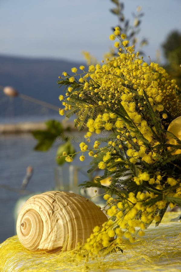 Mimosa 10 stock image. Image of mimosa, colorful, spring - 1065809