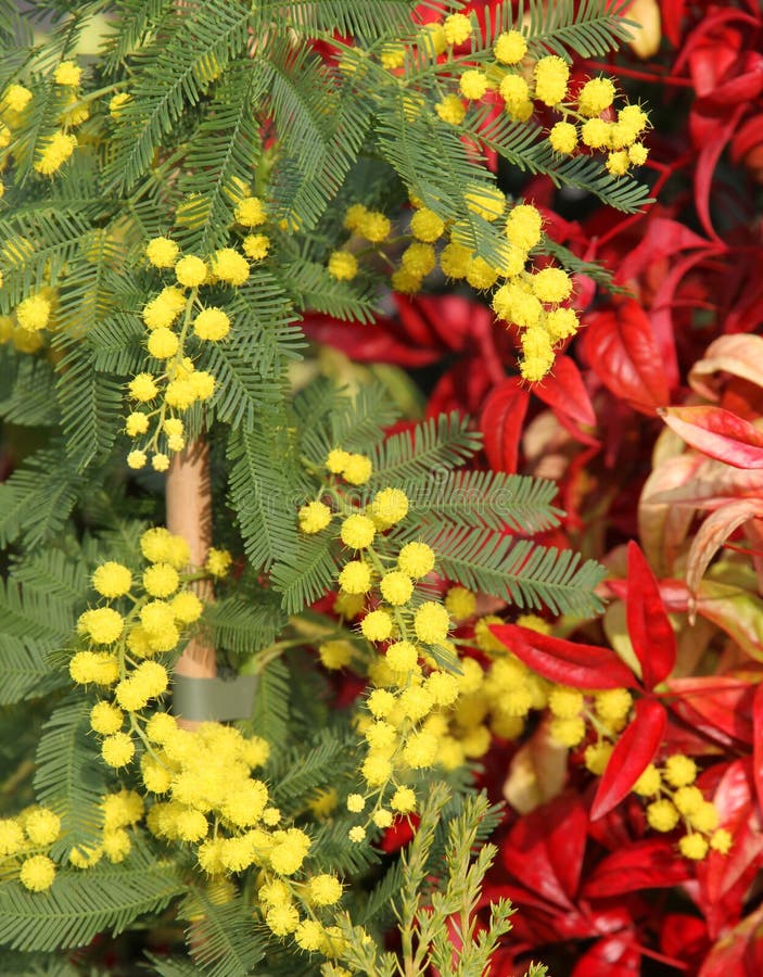 Mimosa with the Background of Red Leaves 2 Stock Image - Image of marzo ...
