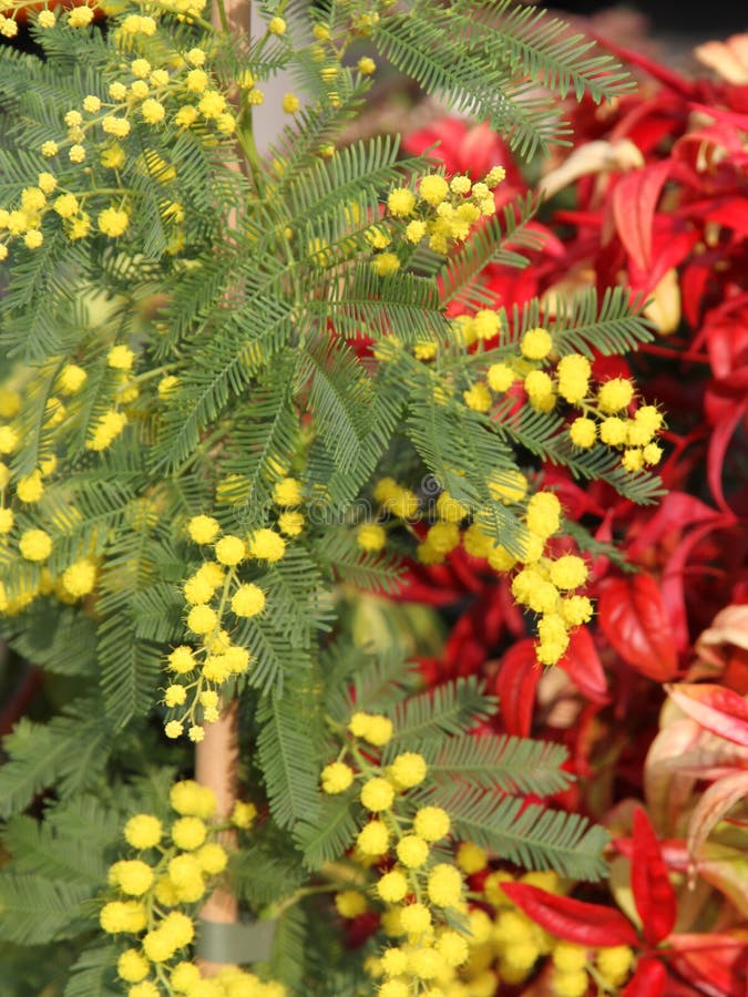 Red Mimosen Stock Photos - Free & Royalty-Free Stock Photos from Dreamstime