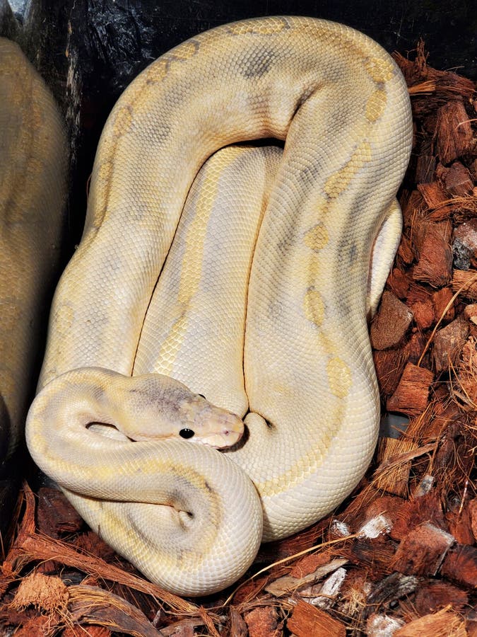 Mimosa ball python stock image. Image of reptile, lizard - 232196943