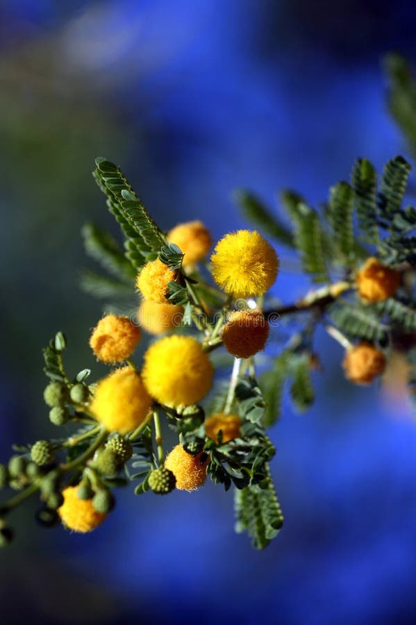 Mimosa bush stock image. Image of golden, garden, soft - 28213695