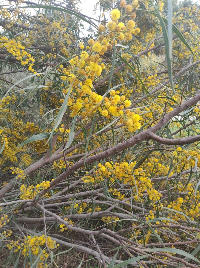 Mimosa bush in bloom stock image. Image of bush, botany - 243723787