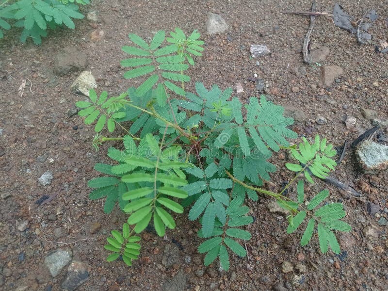 Mimosa Diplotricha is the Giant Sensitive Plant Stock Image - Image of ...