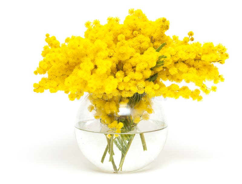 Mimosa in Een Glas/glas- Vaas Stock Afbeelding - Image of blad, gouden ...