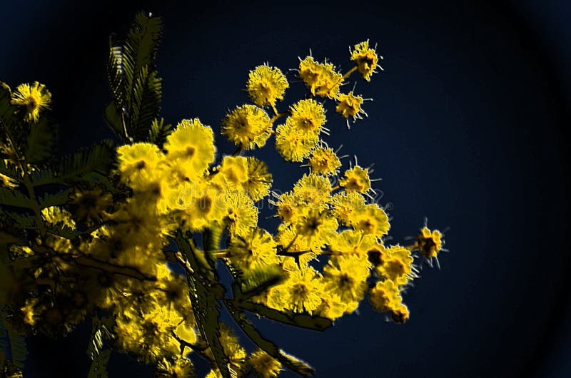 Mimosa Floreciente En Cielo Azul; Clipart Imagen de archivo - Imagen de ...