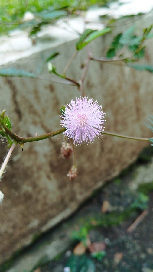 Mimosa Flower Blooming on the Morning Stock Image - Image of fireworks ...