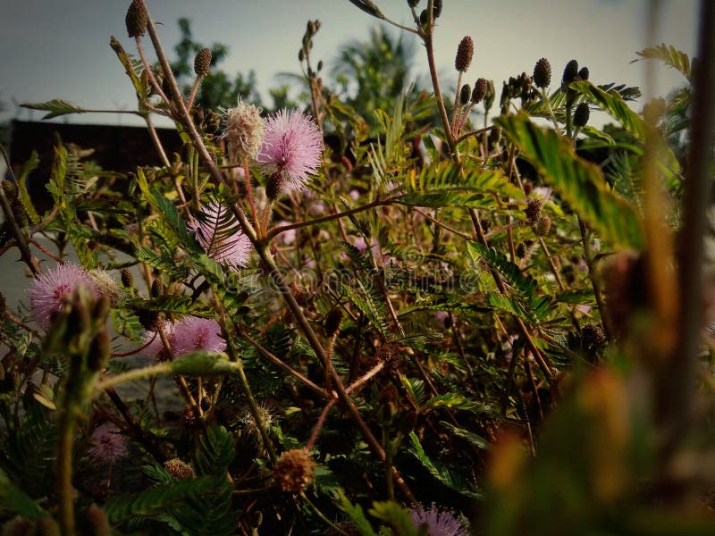 Mimaso Flower Vegetation in Plantation Field Stock Photo - Image of ...