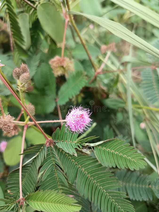 Mimosa Flower Park Garden Purple Stock Image - Image of park, flower ...