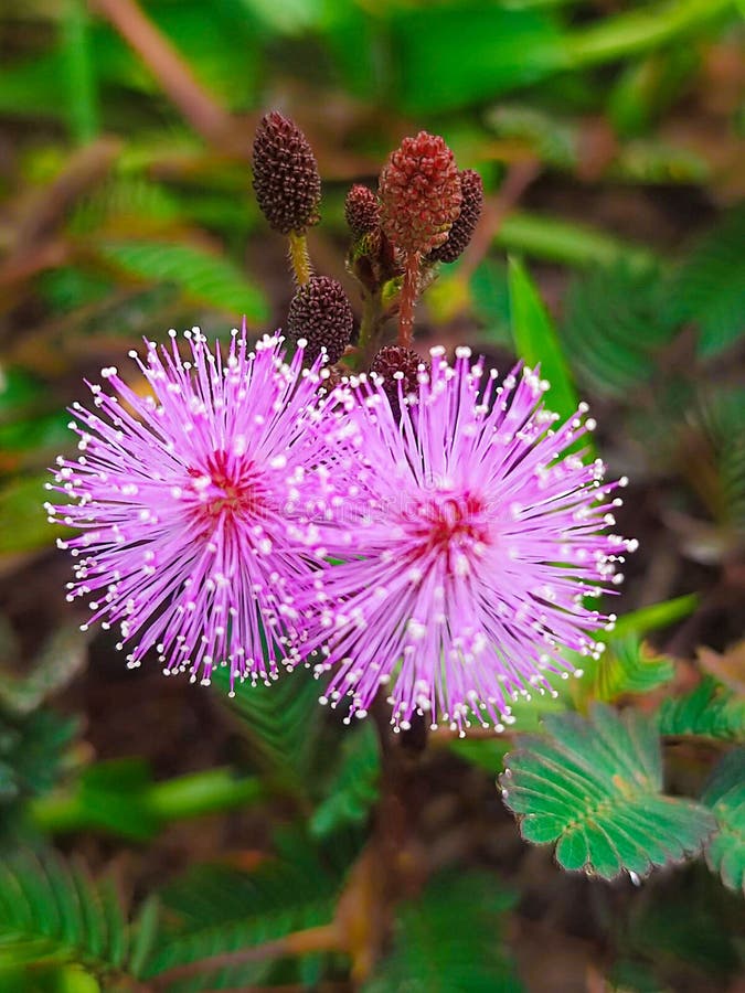 Mimosa Flower. Mimosa Tree Has Thorns Stock Image - Image of closeup ...