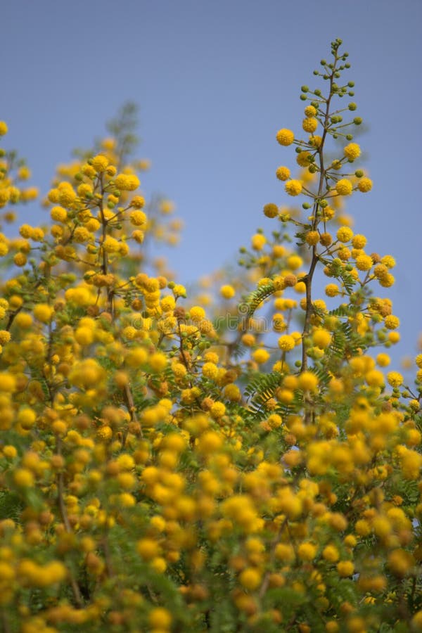Mimosa flowers stock photo. Image of globular, bloom - 16500632