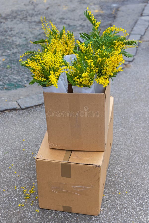 Mimosa Flowers Box stock photo. Image of plants, mimosa - 238320760