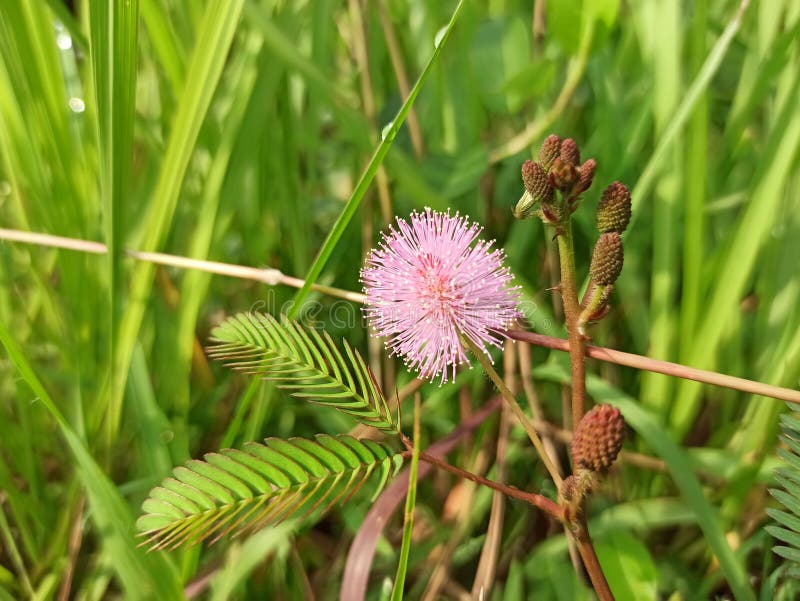 Mimosa Flowers in the Morning in Summer Stock Photo - Image of nature ...