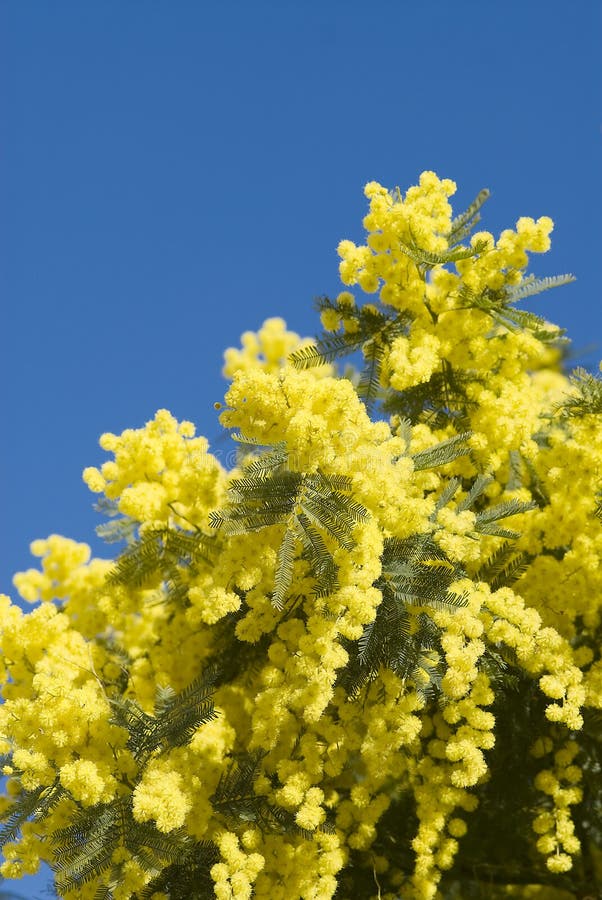 Mimosa flowers on plant stock photo. Image of yellow - 23576724