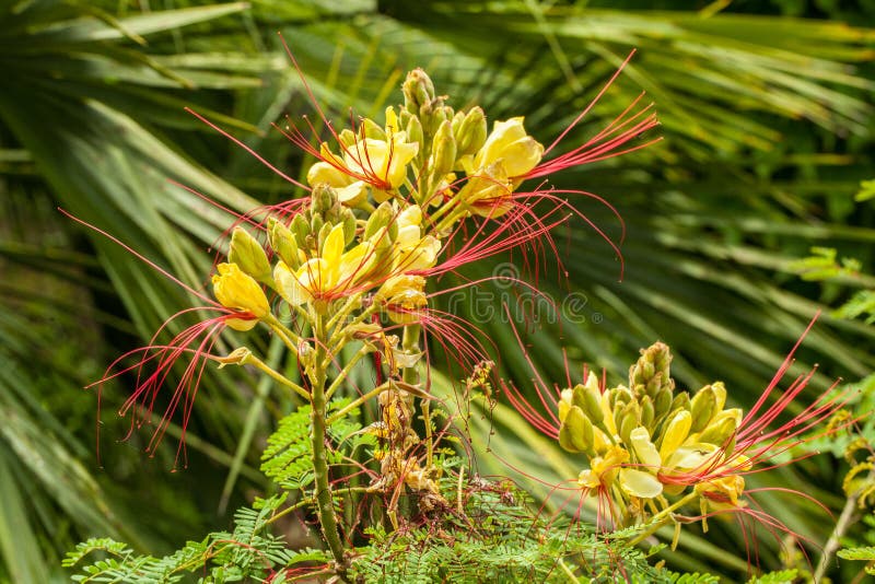 Mimosa giapponese fotografia stock. Immagine di giapponese - 73274344
