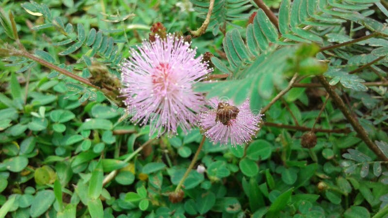 Mimosa stock photo. Image of mimosa, beautiful, invisa - 119731064