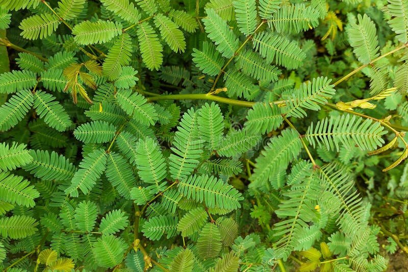 Mimosa Pigra, Commonly Known As the Shy Princess Stock Image - Image of ...