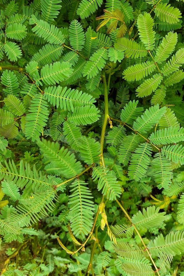 Mimosa Pigra, Commonly Known As the Shy Princess Stock Image - Image of ...