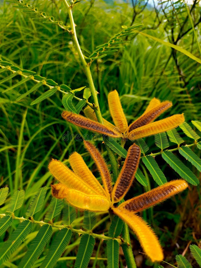 Mimosa Pigra stock image. Image of mimosa, autumn, green - 266381281