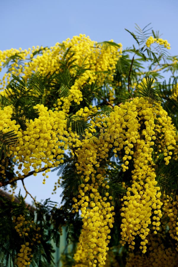 Mimosa plant stock image. Image of plant, tree, gardening - 212810243