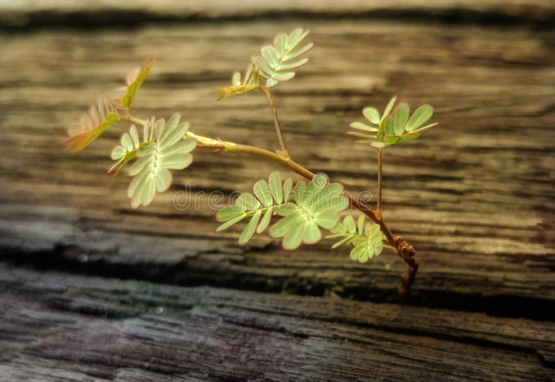 The Mimosa Plant is Slanted, Still Young and Grows on Wood Stock Photo ...