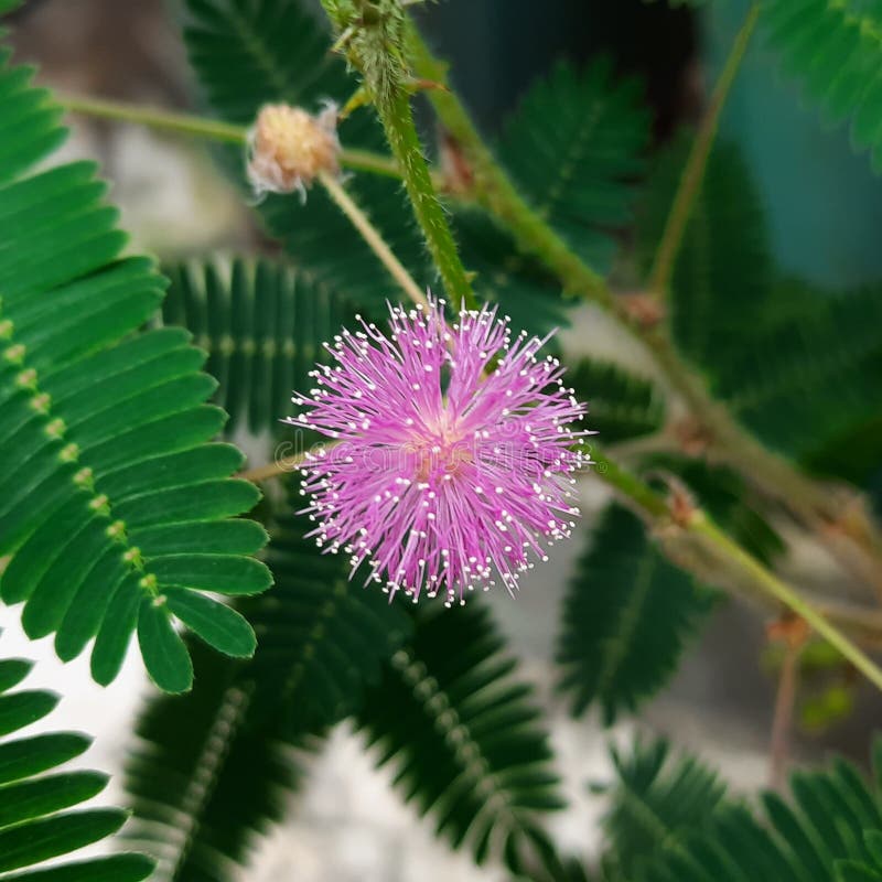 Mimosa Plant :Touch Me Not Plant Stock Image - Image of pudica, plant ...