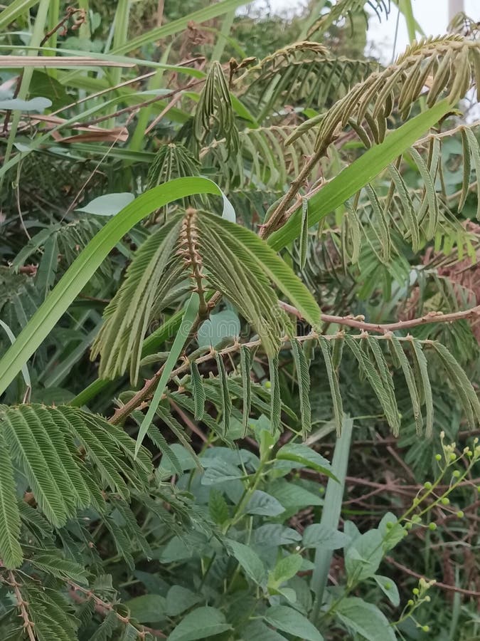 Mimosa Pudica / Action Plant Stock Image - Image of plant, pudica ...
