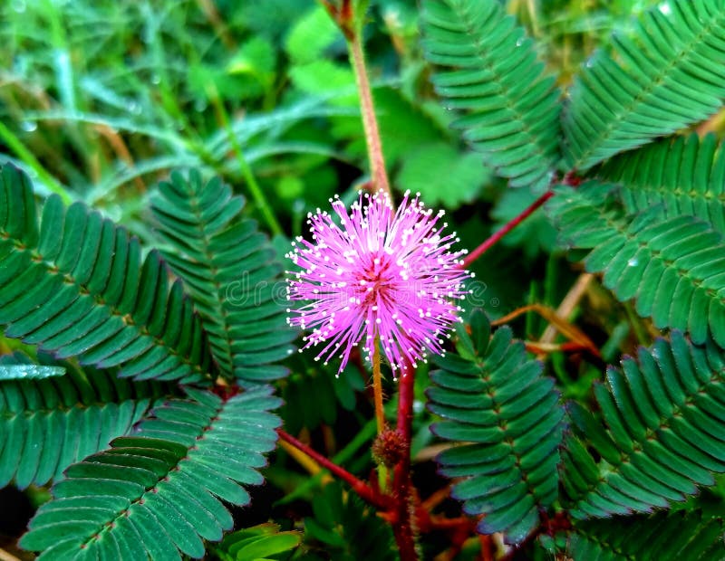 Mimosa Pudica Flower Blooms in the Meadow Stock Image - Image of mimosa ...