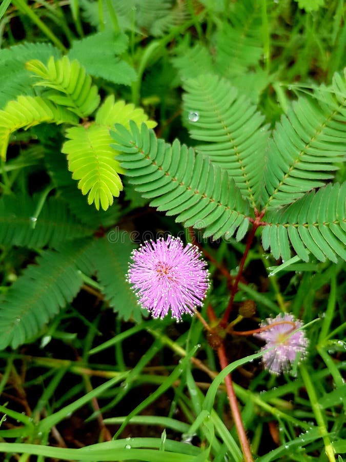 A Mimosa Pudica Flower Blooms in Summer Stock Image - Image of mimosa ...
