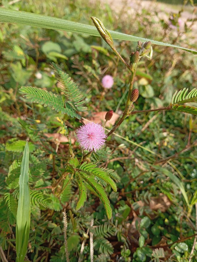 Mimosa Pudica L. Grass that Has Many Benefits Stock Image - Image of ...