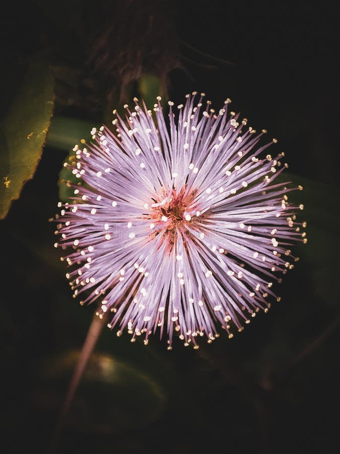 Mimosa Pudica or Sensitive Plant Stock Photo - Image of flower, pudica ...