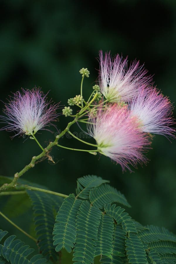 Mimosa rose image stock. Image of verdure, rose, photographie - 43457525