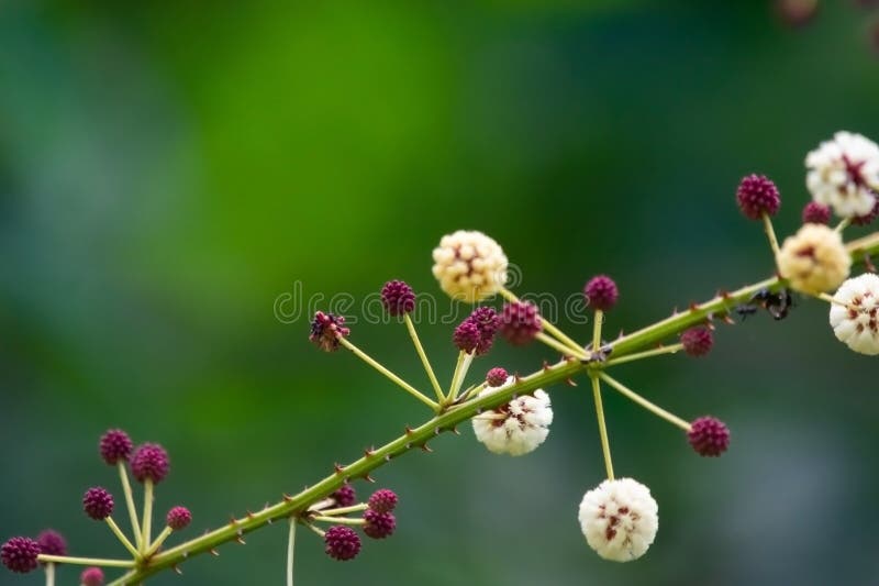 Mimosa Species Tree with White Flowers and Red Seeds Head Stock Photo ...