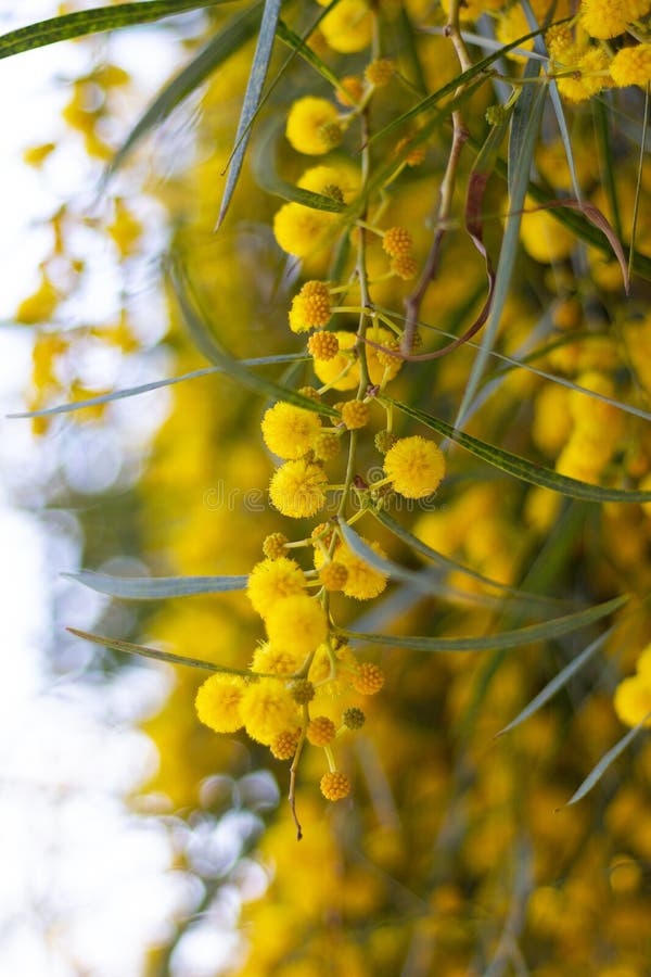 Mimosa Spring Flowers Yellow Colour Stock Image - Image of spring ...