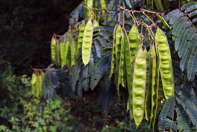 Mimosa tree stock photo. Image of decoration, cultivated - 6695652
