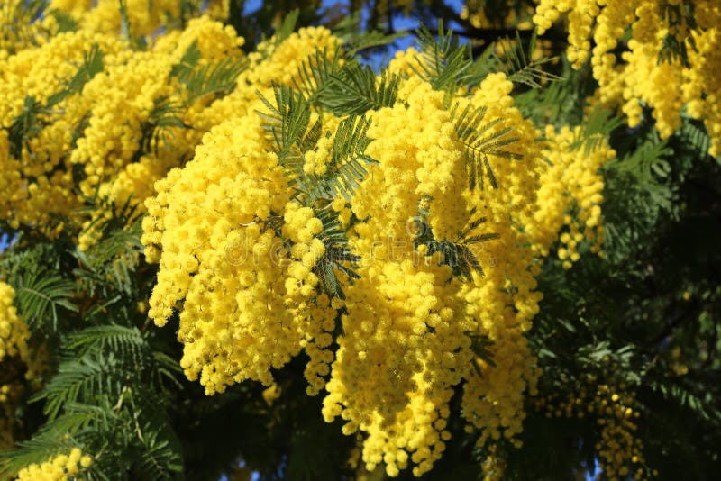 Mimosa stock image. Image of gift, holiday, blue, bright - 87797205