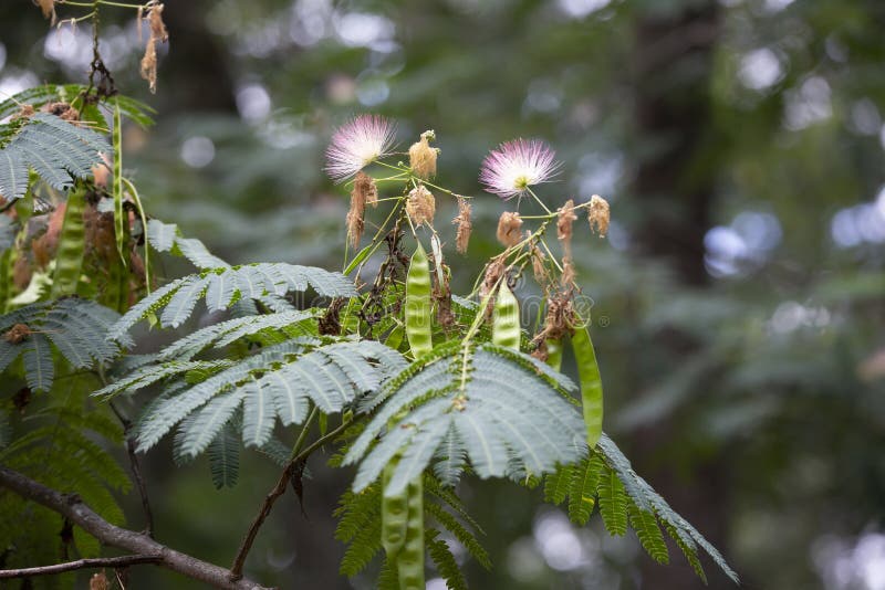 Mimosa Tree in Bloom stock photo. Image of bark, fresh - 135531810