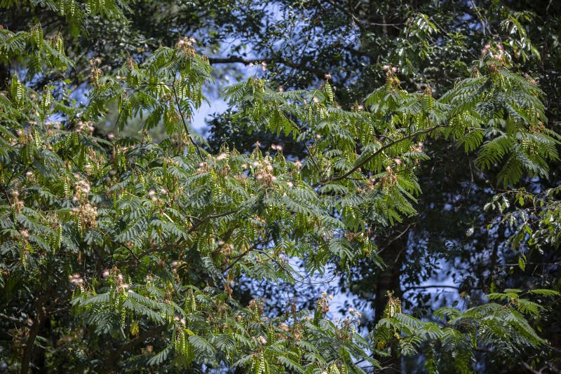 Mimosa Tree in Bloom stock image. Image of ethereal - 135531851