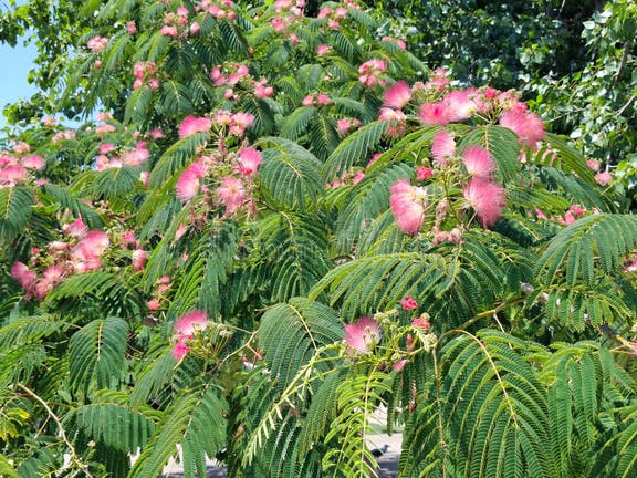Mimosa Tree in Bloom in Romania Stock Photo - Image of constanta ...