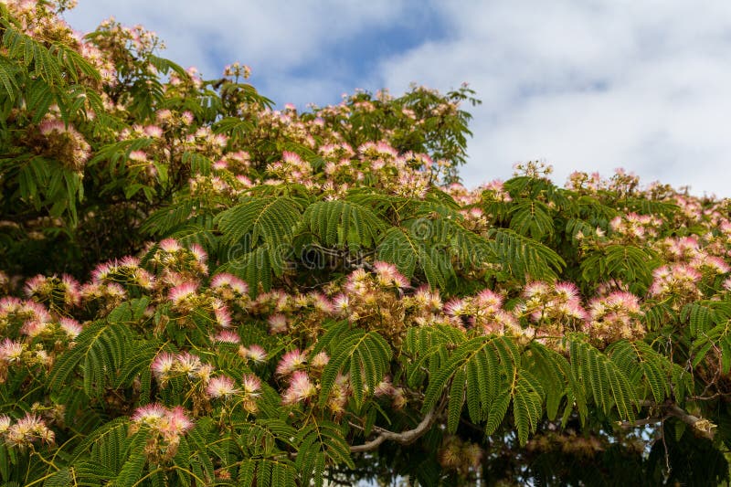 Mimosa Tree during Summer stock image. Image of plant - 333575235