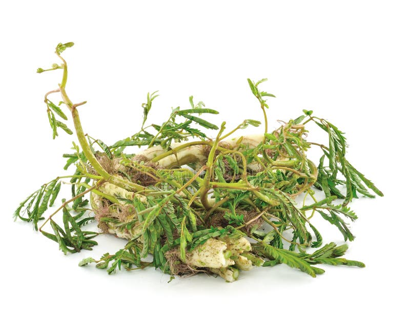 341 Vegetables Mimosa Stock Photos - Free & Royalty-Free Stock Photos ...